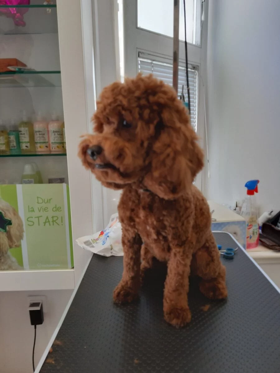 Cockapoo Slovenija | Cockapoo, hibrid med kokeršpanjelom in pudlom