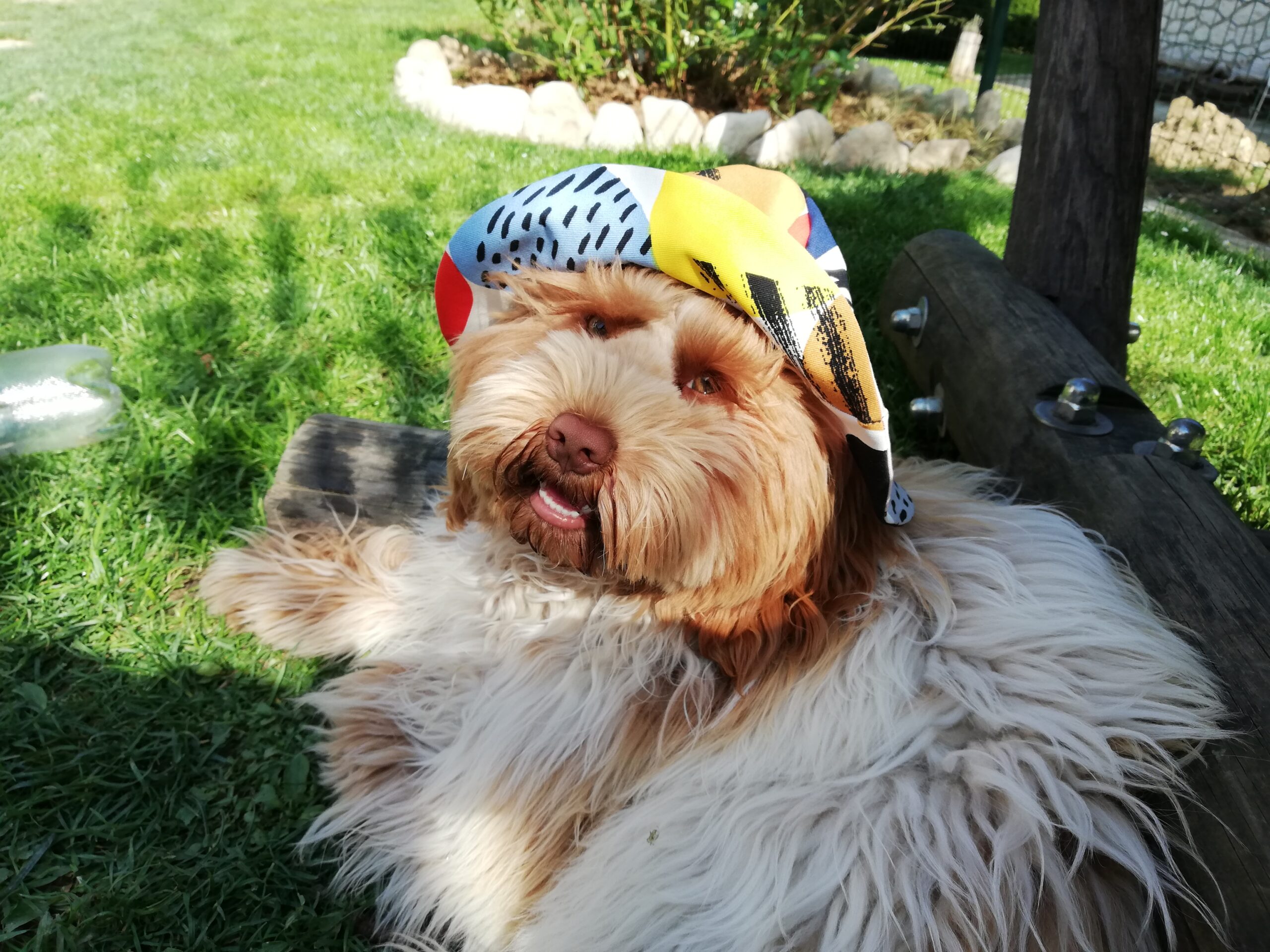 Galerija | Cockapoo Slovenija