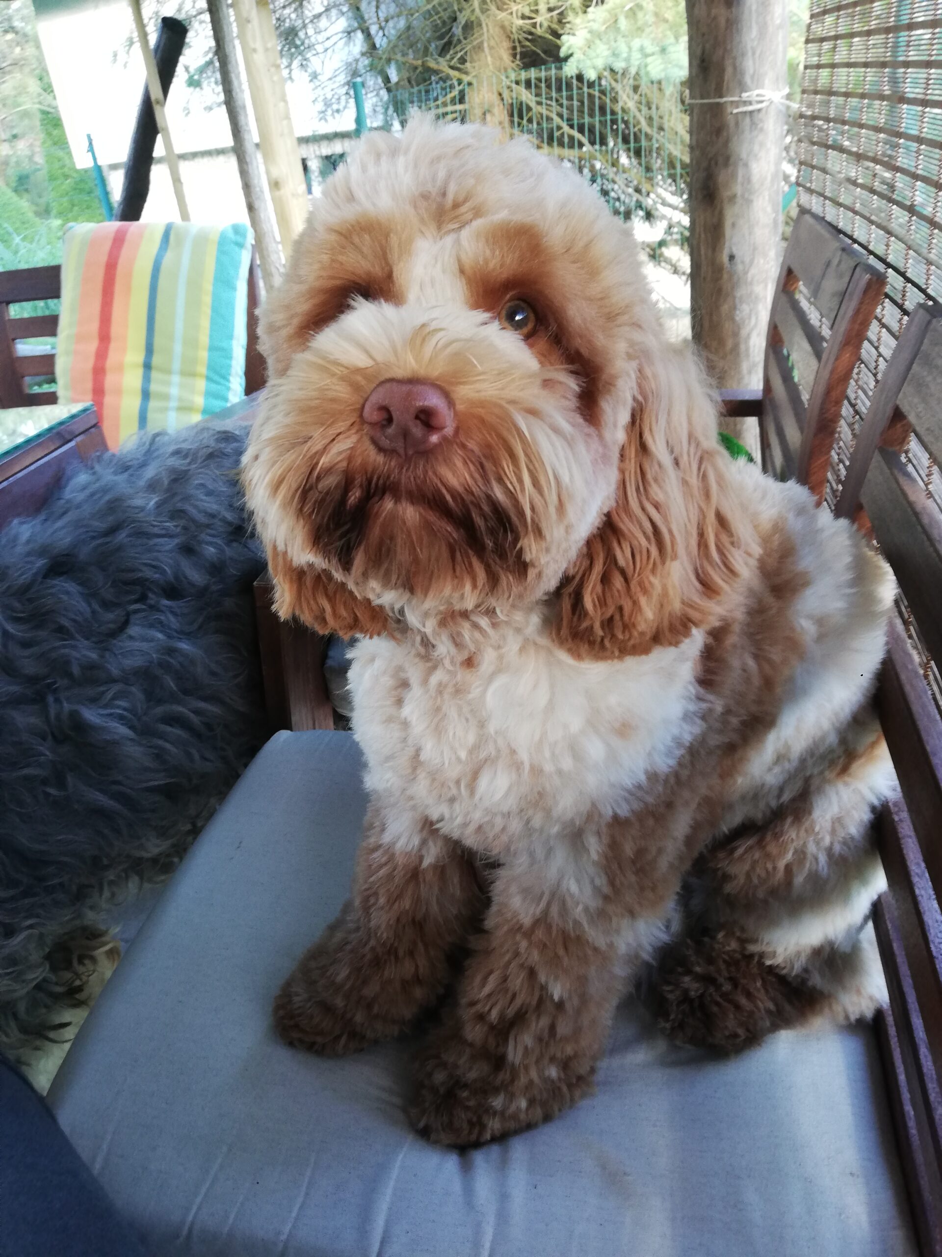 Galerija | Cockapoo Slovenija