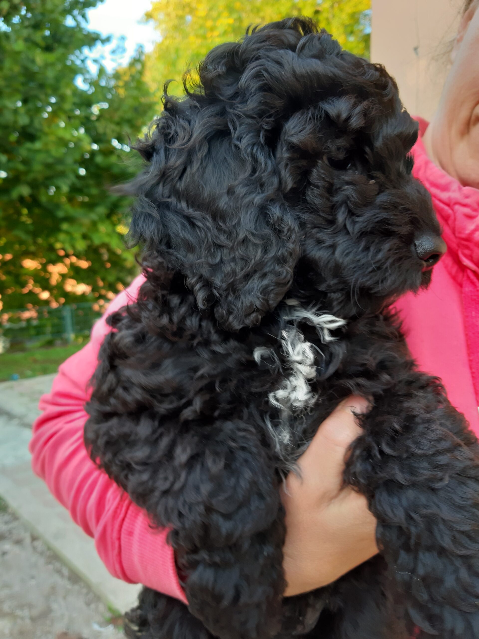 Galerija | Cockapoo Slovenija