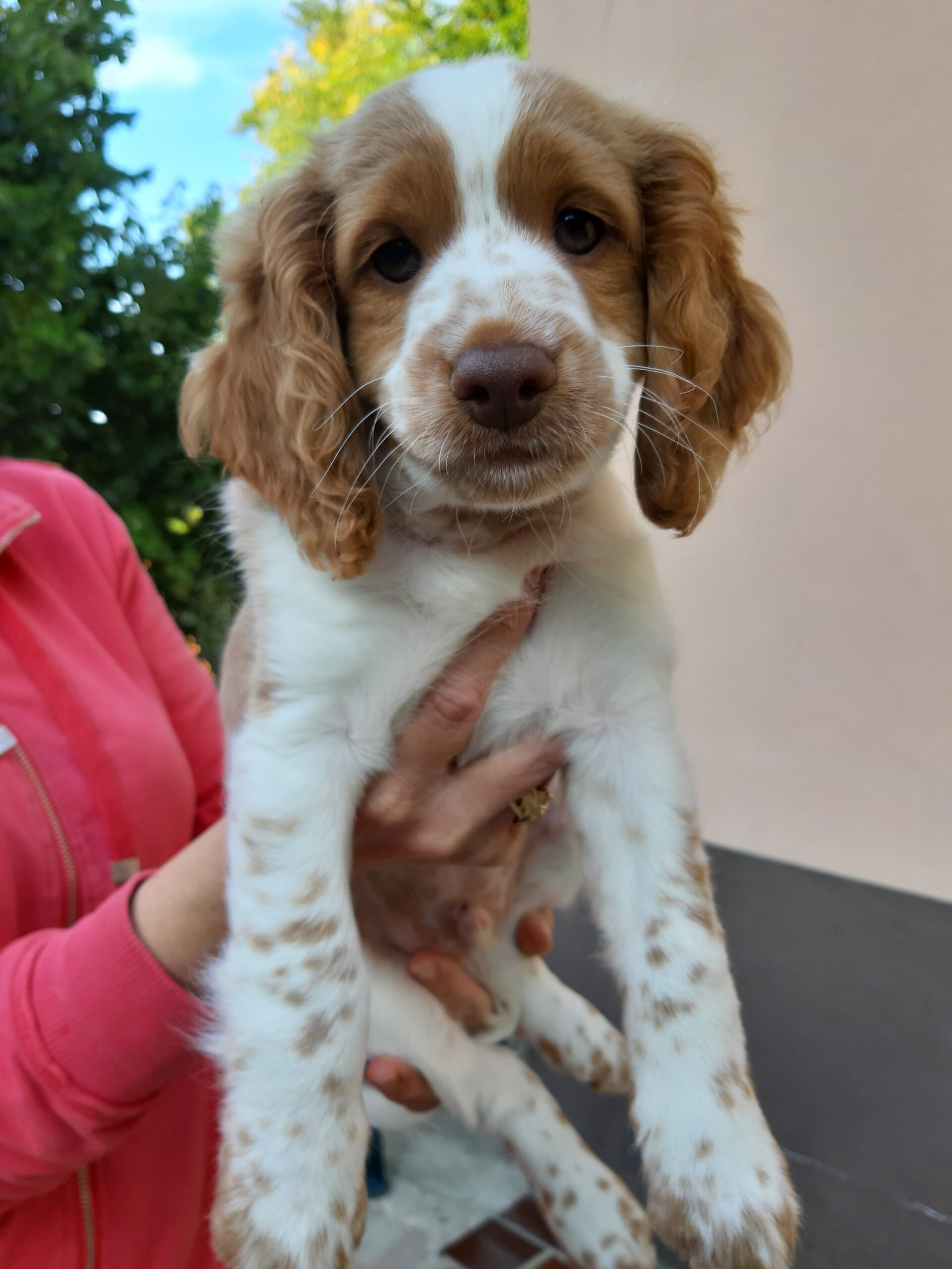 Galerija | Cockapoo Slovenija