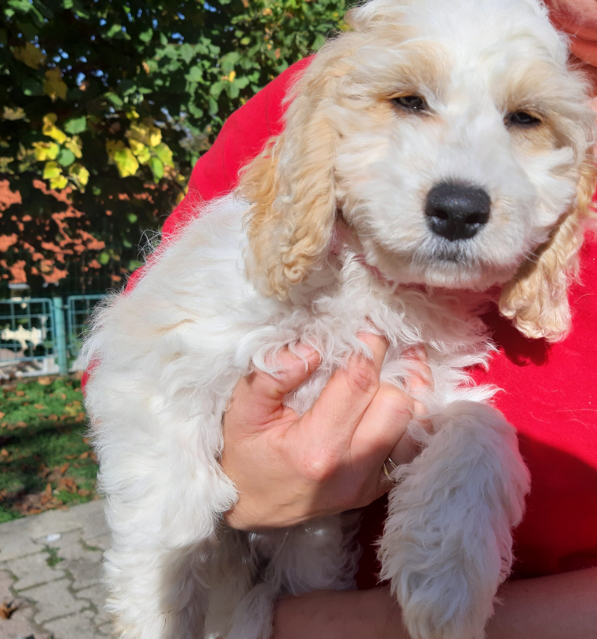 Galerija | Cockapoo Slovenija