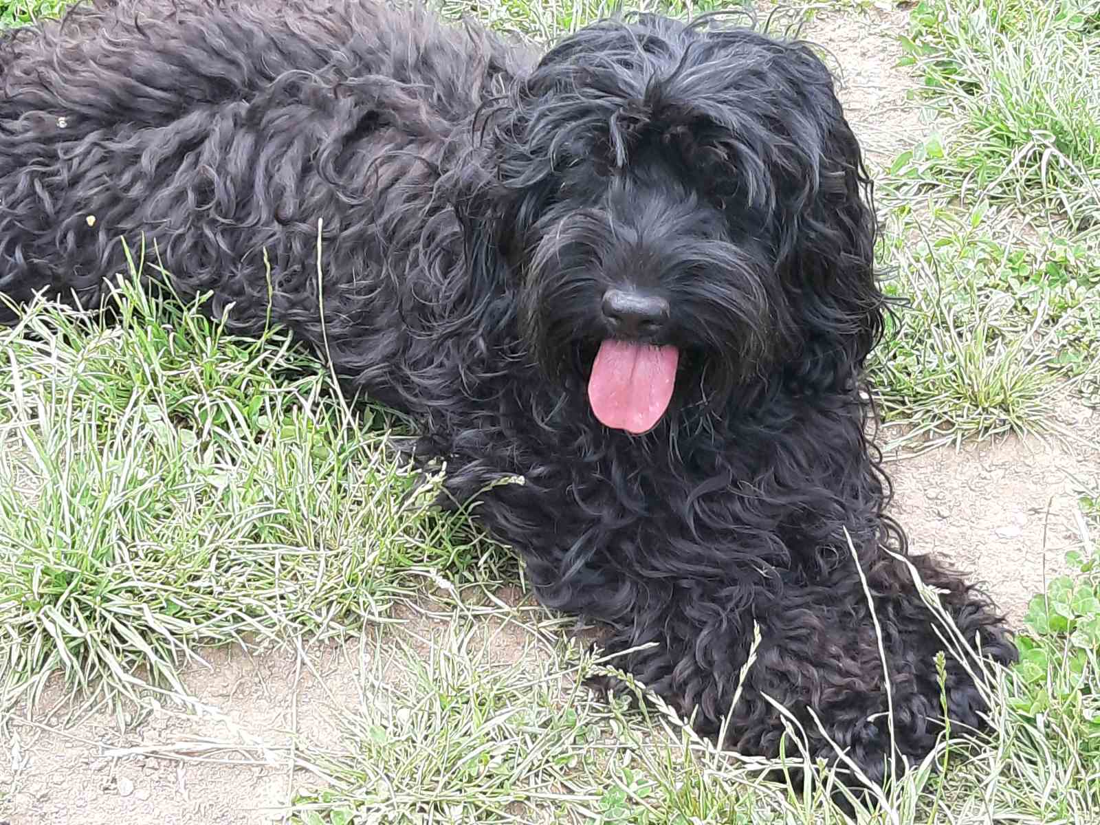 Cockapoo - Hipoalergen pes | Cockapoo Slovenija