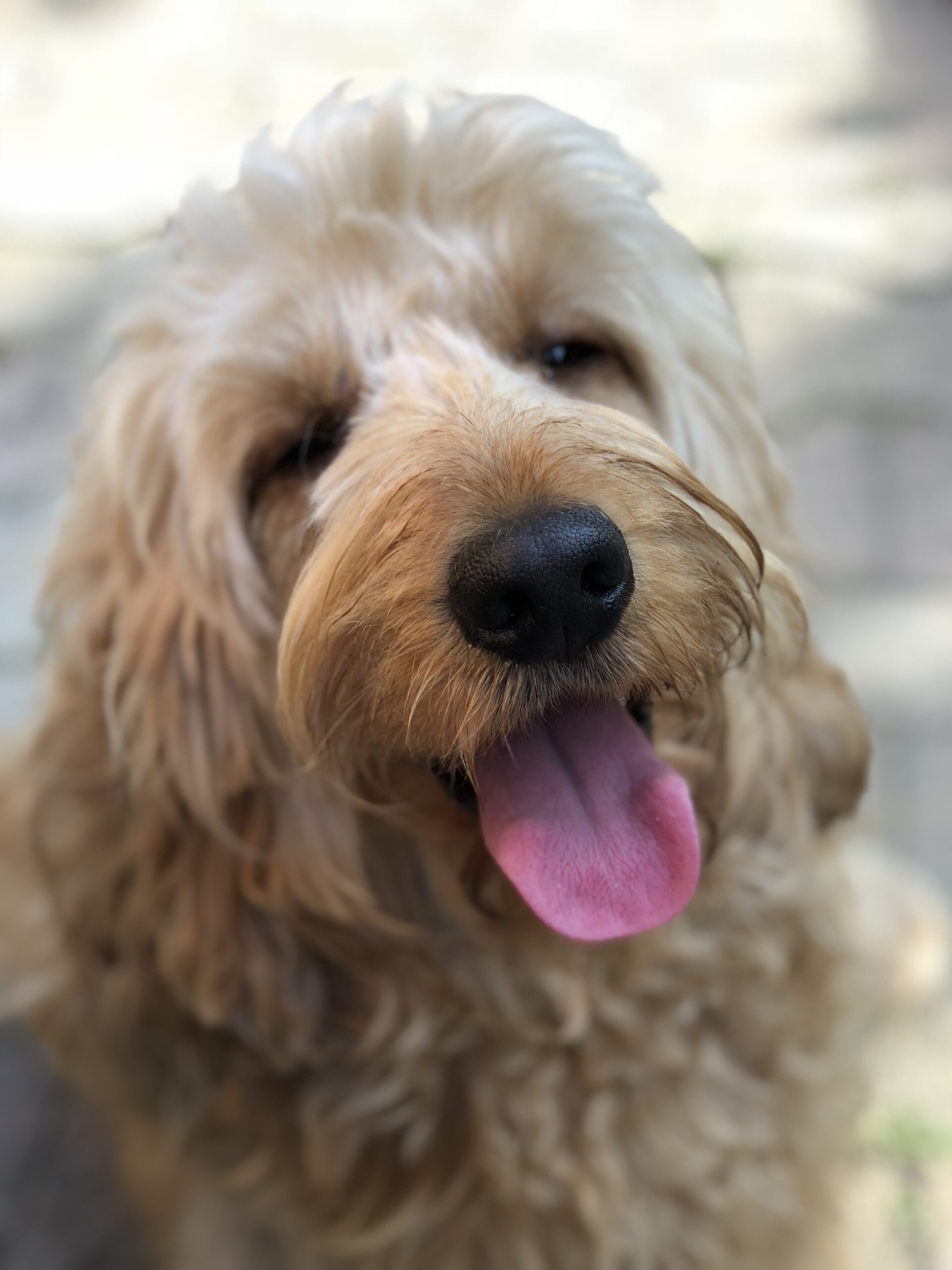 Cockapoo - Hipoalergen pes | Cockapoo Slovenija