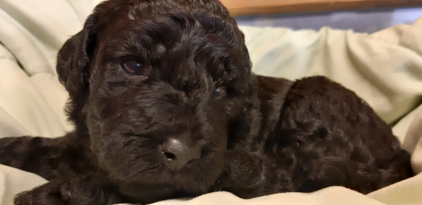 Cockapoo mladički | Cockapoo Slovenija