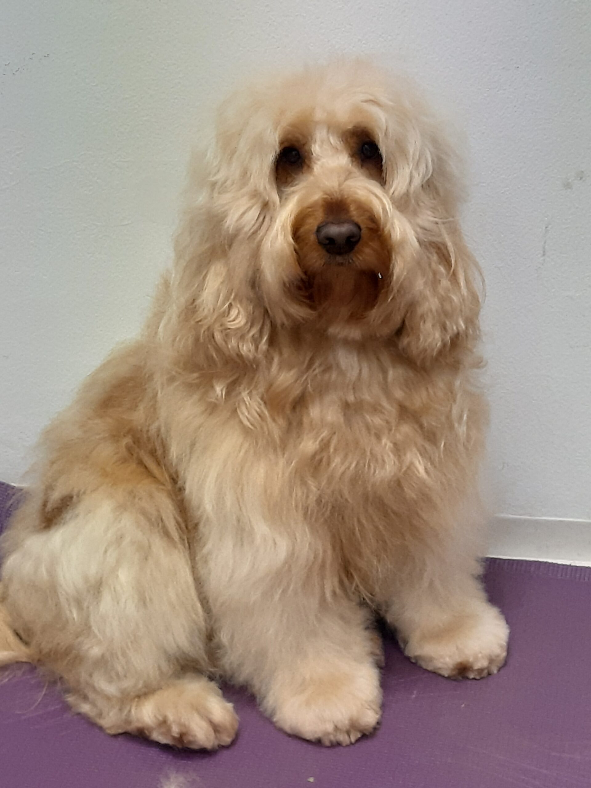 CELOTNA NEGA PSOV SREDNJIH VELIKOSTI DO 25 KG | Cockapoo Slovenija