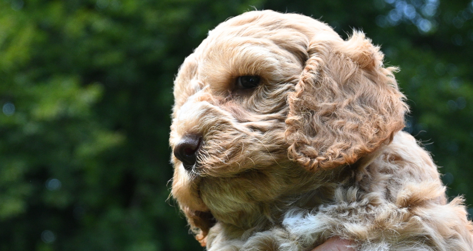 Galerija | Cockapoo Slovenija