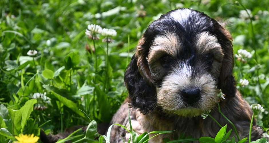 Galerija | Cockapoo Slovenija