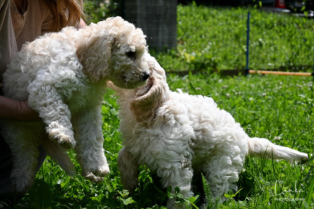 Galerija | Cockapoo Slovenija