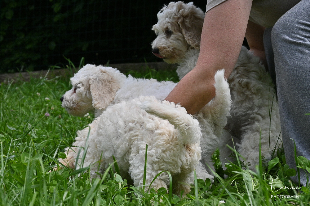 Galerija | Cockapoo Slovenija