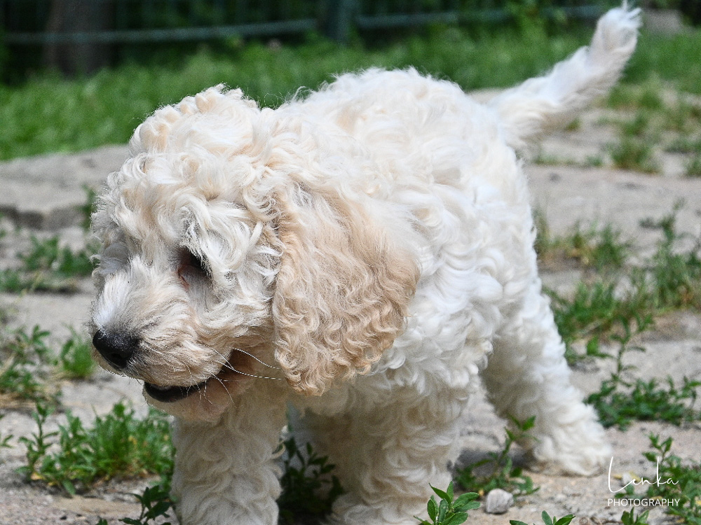 Galerija | Cockapoo Slovenija