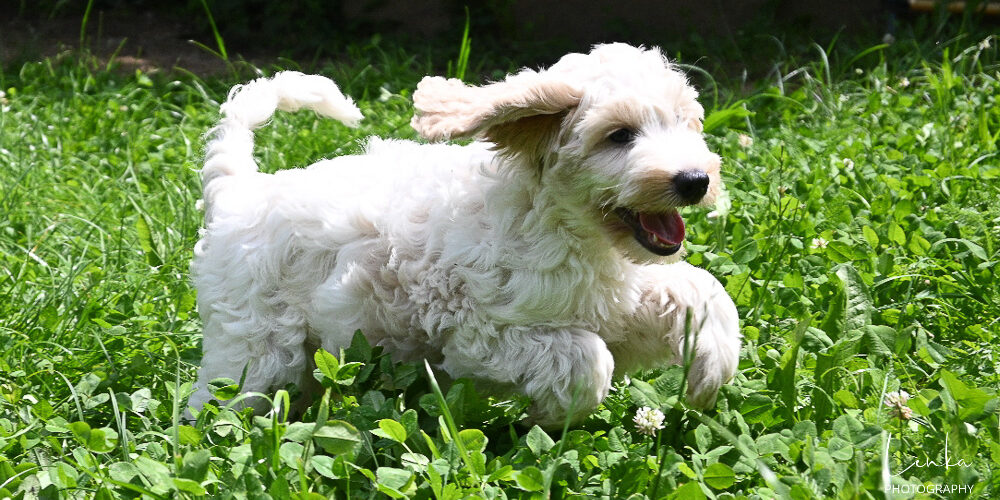 Galerija | Cockapoo Slovenija