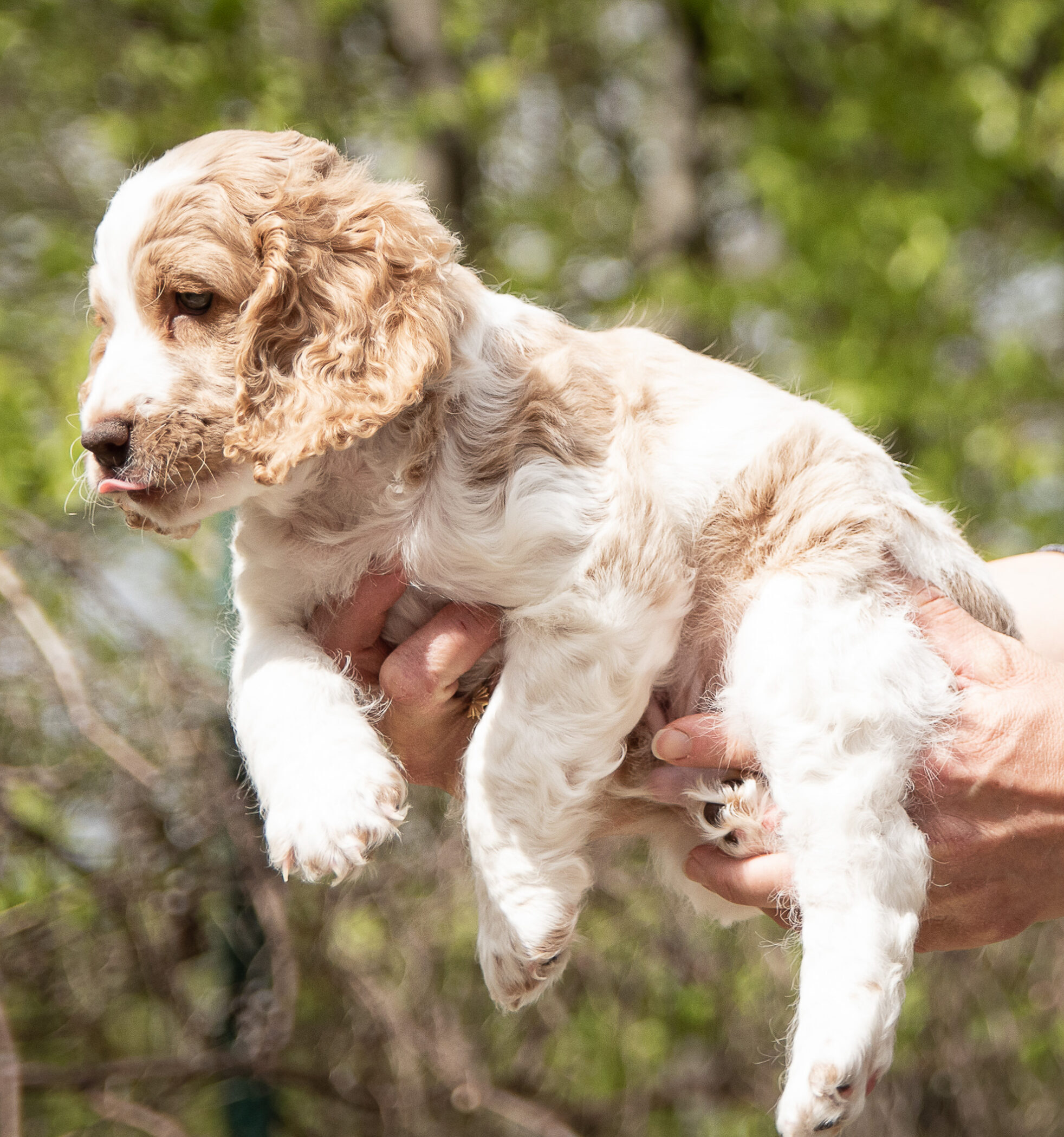 Galerija | Cockapoo Slovenija