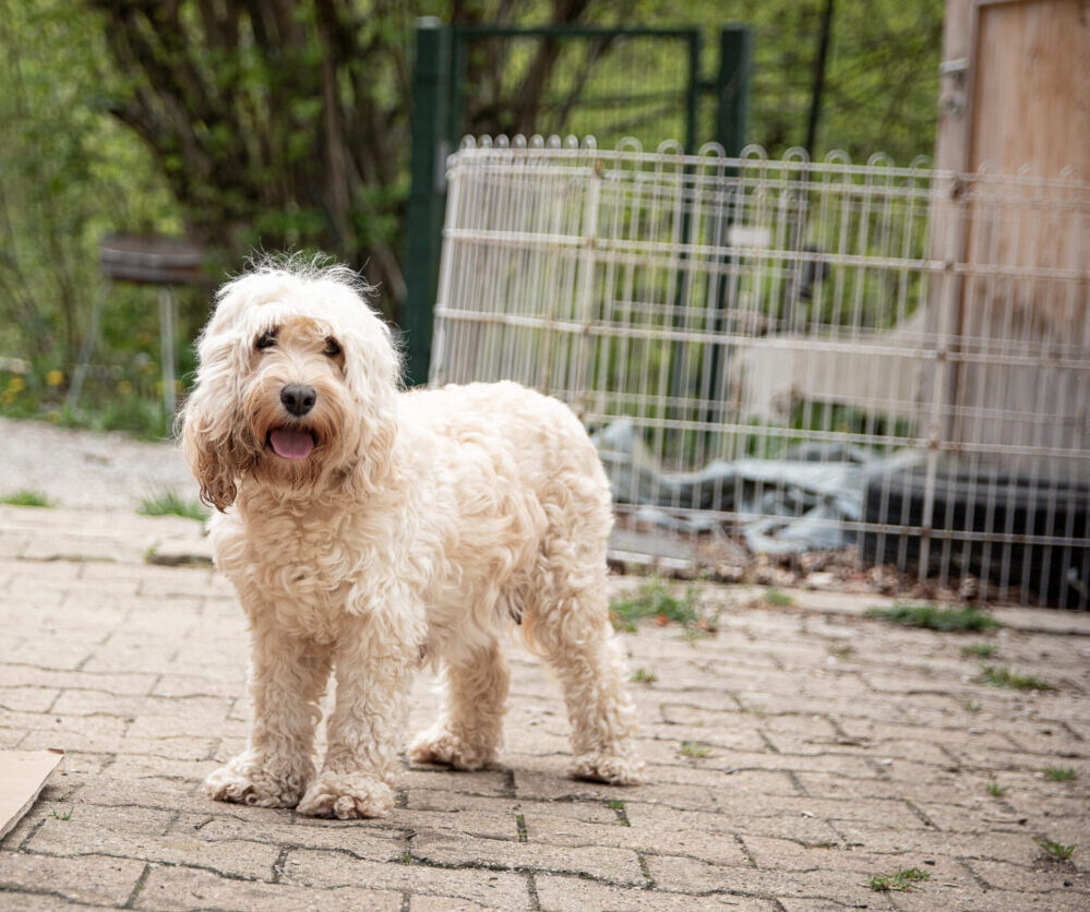 Galerija | Cockapoo Slovenija