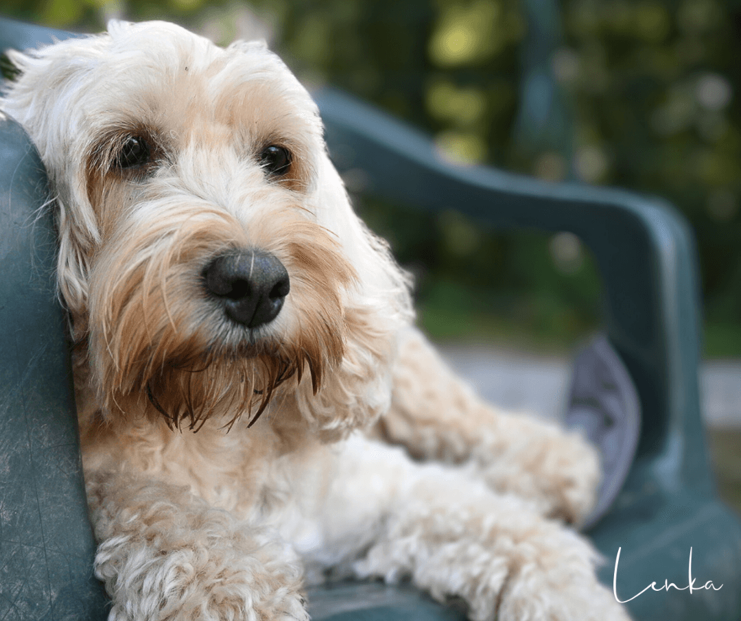 Cockapoo - Hipoalergen pes | Cockapoo Slovenija